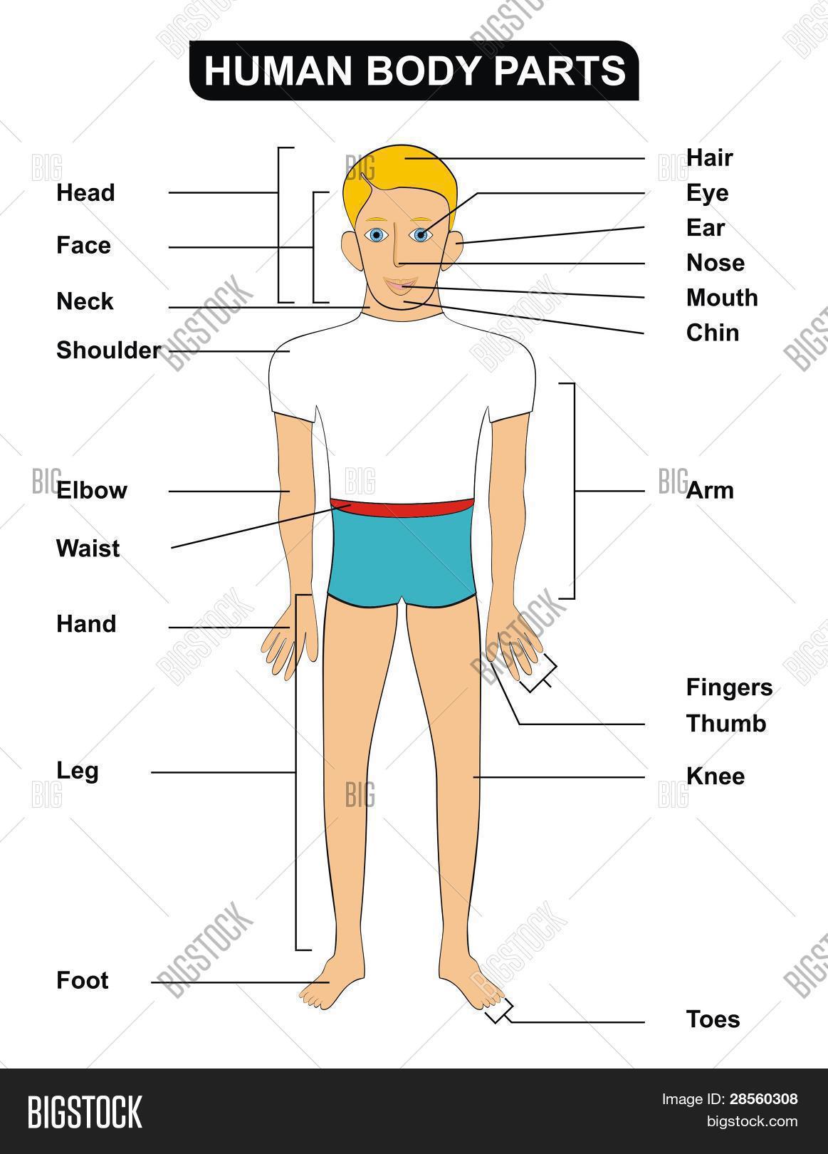 Human Body Parts including ( head, face, neck, shoulder, elbow, waist ...