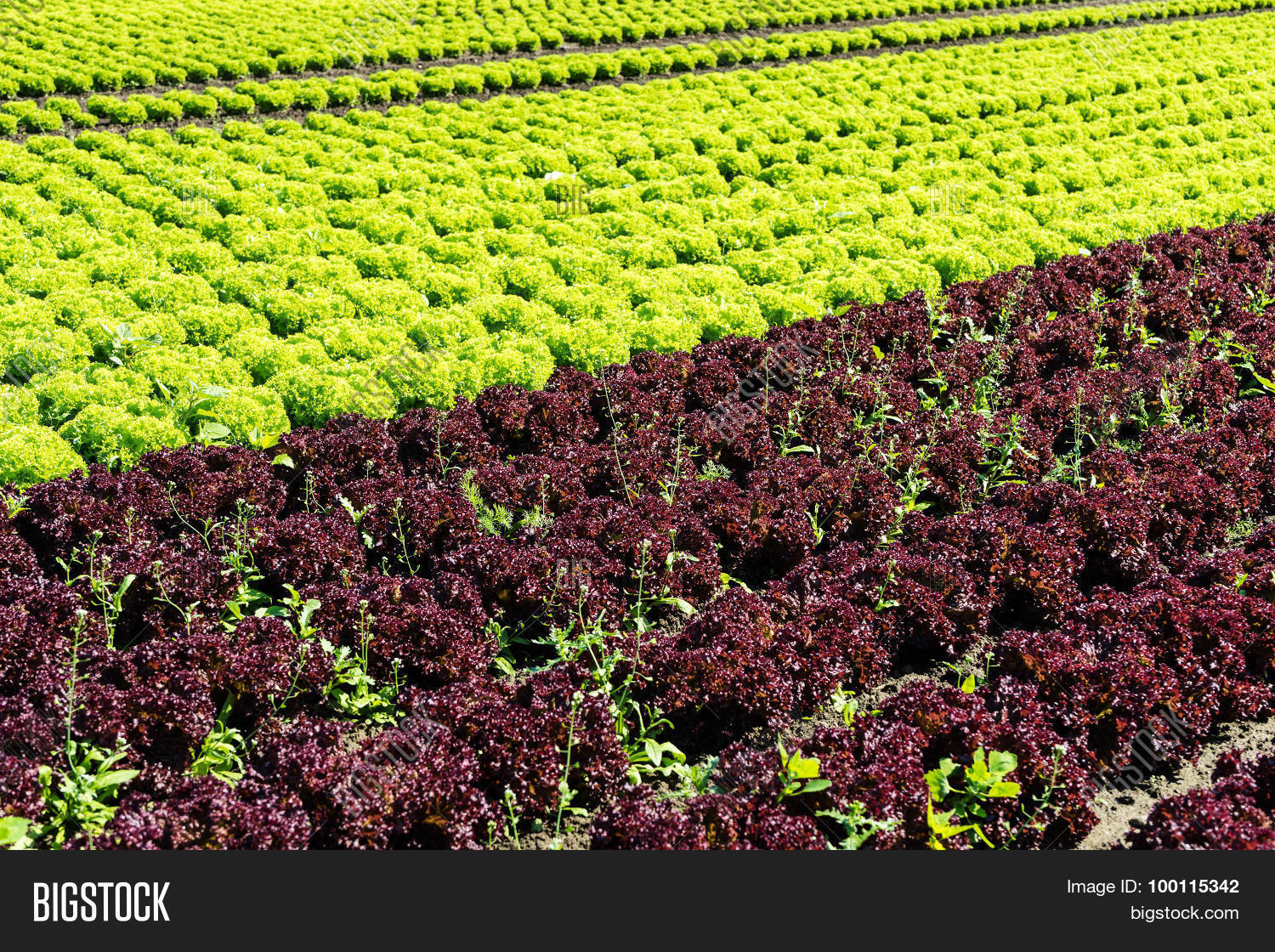Fresh Lettuce On Field Image & Photo (Free Trial) | Bigstock