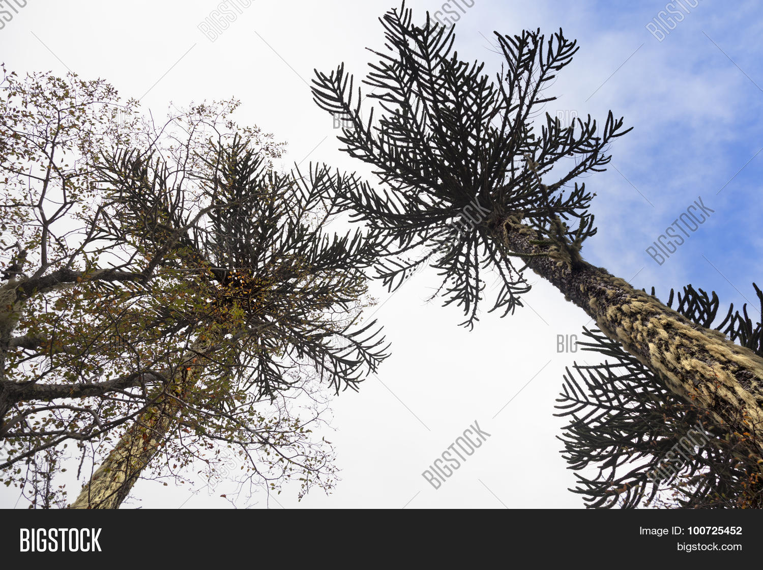 Araucarias Tree Image & Photo (Free Trial) | Bigstock