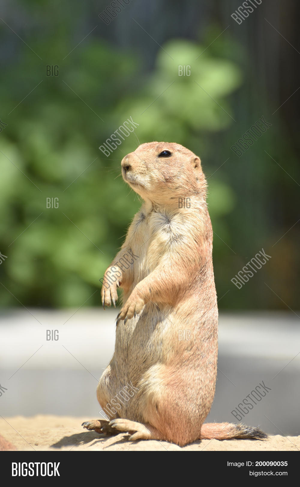 Cute Prairie Dog On Image & Photo (Free Trial) | Bigstock
