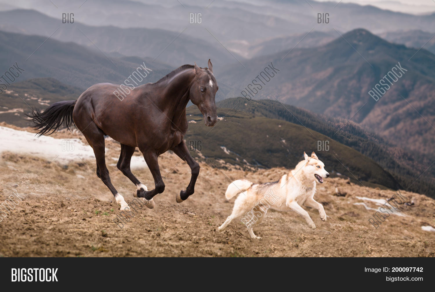 Dark Brown Horse Run Image & Photo (Free Trial) | Bigstock