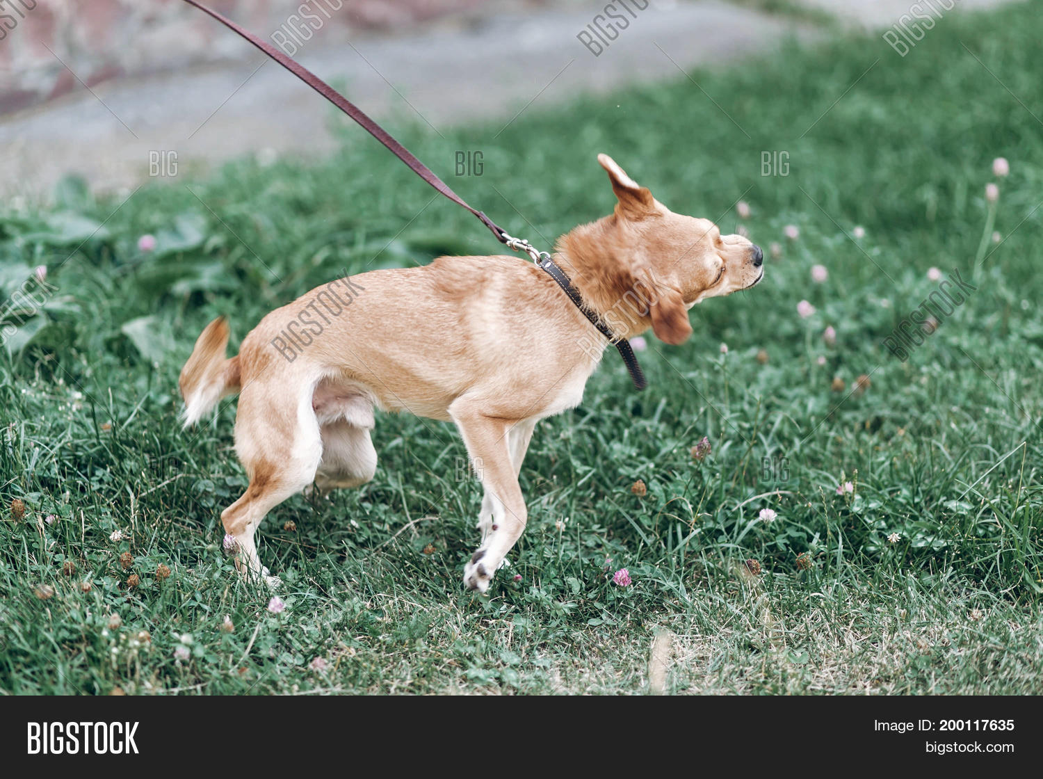 Cute Dog Shaking Head Image & Photo (Free Trial) | Bigstock