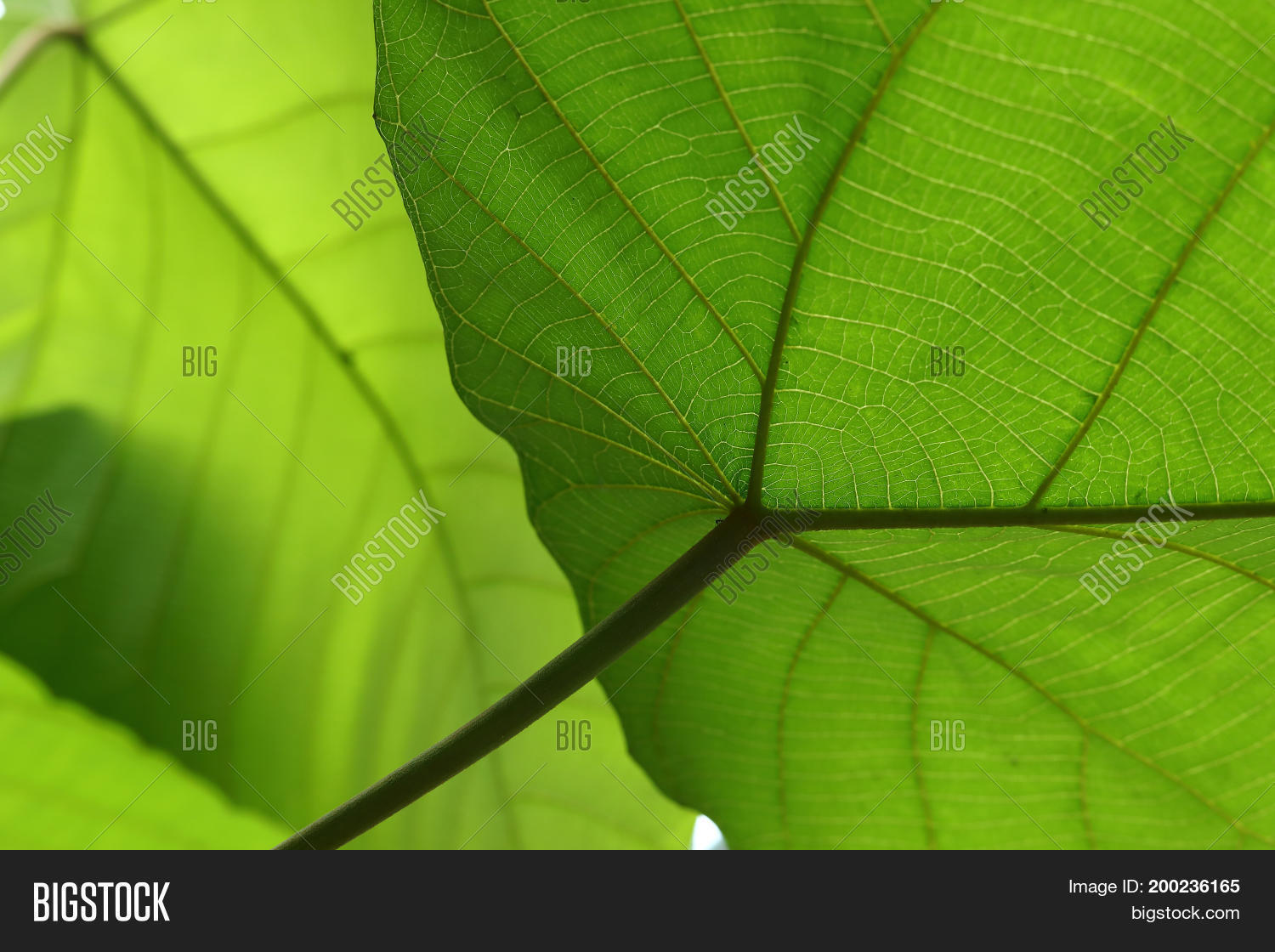 Green Cell Structure Image & Photo (Free Trial) | Bigstock