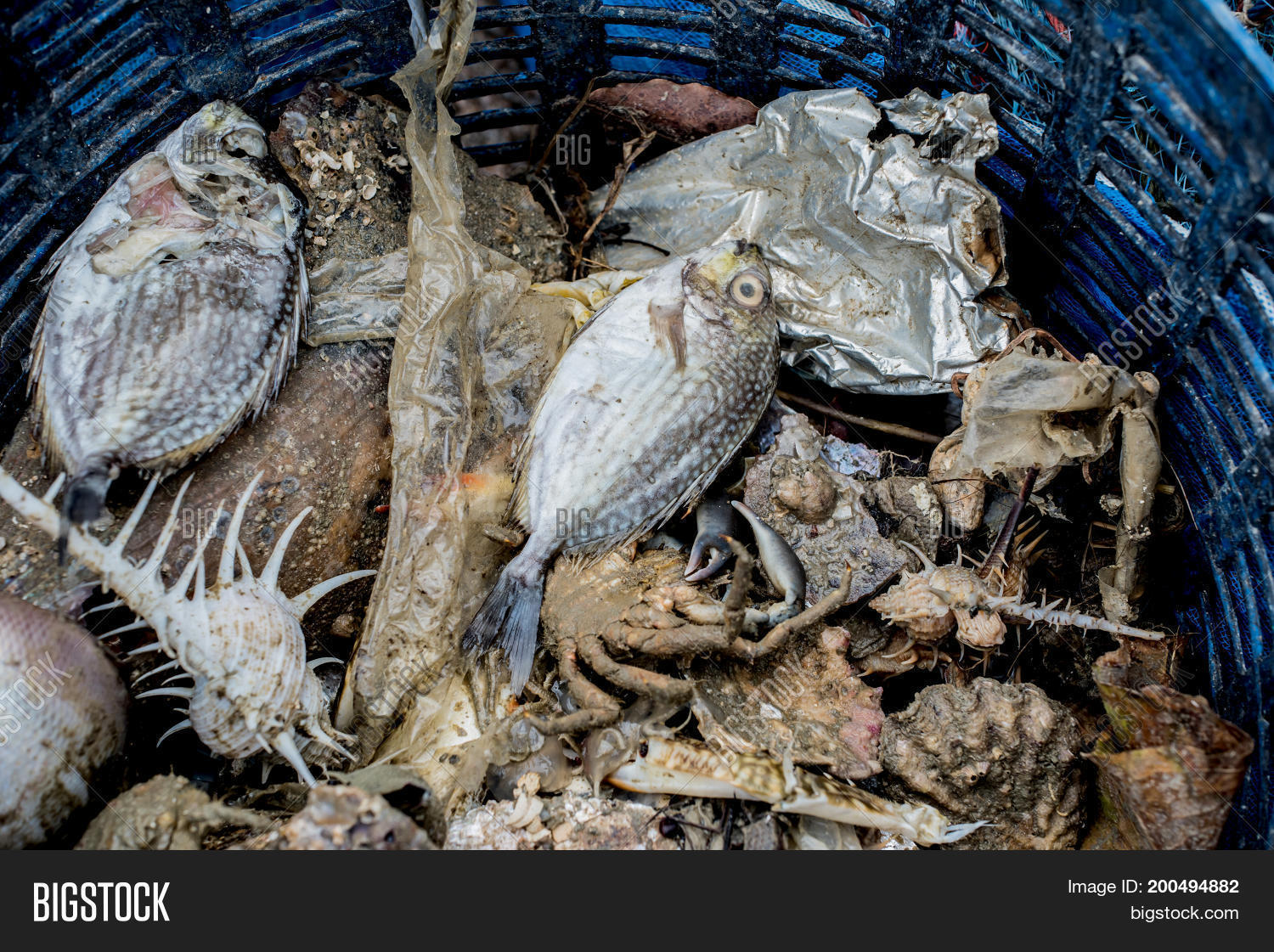 Dead Sea Animal After Image & Photo (Free Trial) | Bigstock