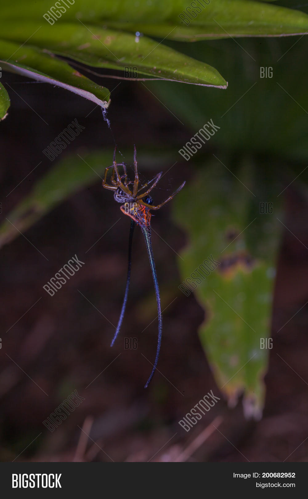Beautiful Spider Long Image & Photo (Free Trial) | Bigstock
