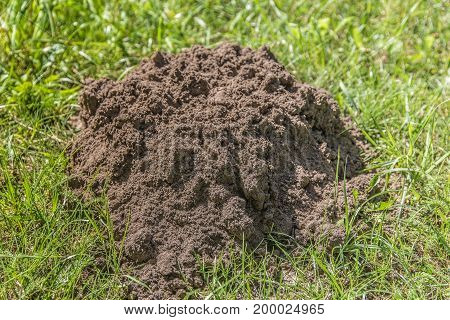 Large Hole Mole Ground Image & Photo (Free Trial) | Bigstock