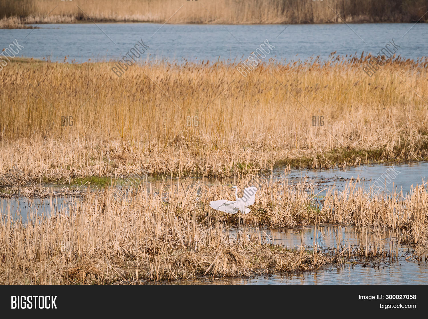 Fauna Belarus. Great Image & Photo (Free Trial) | Bigstock