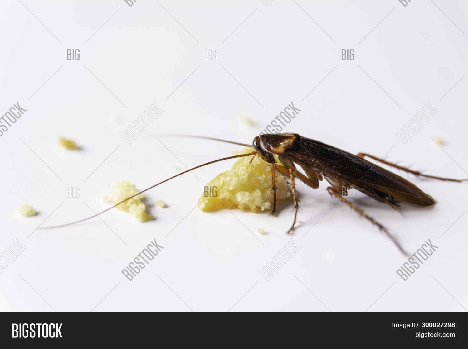 Cockroach Eating Whole Image & Photo (Free Trial) | Bigstock