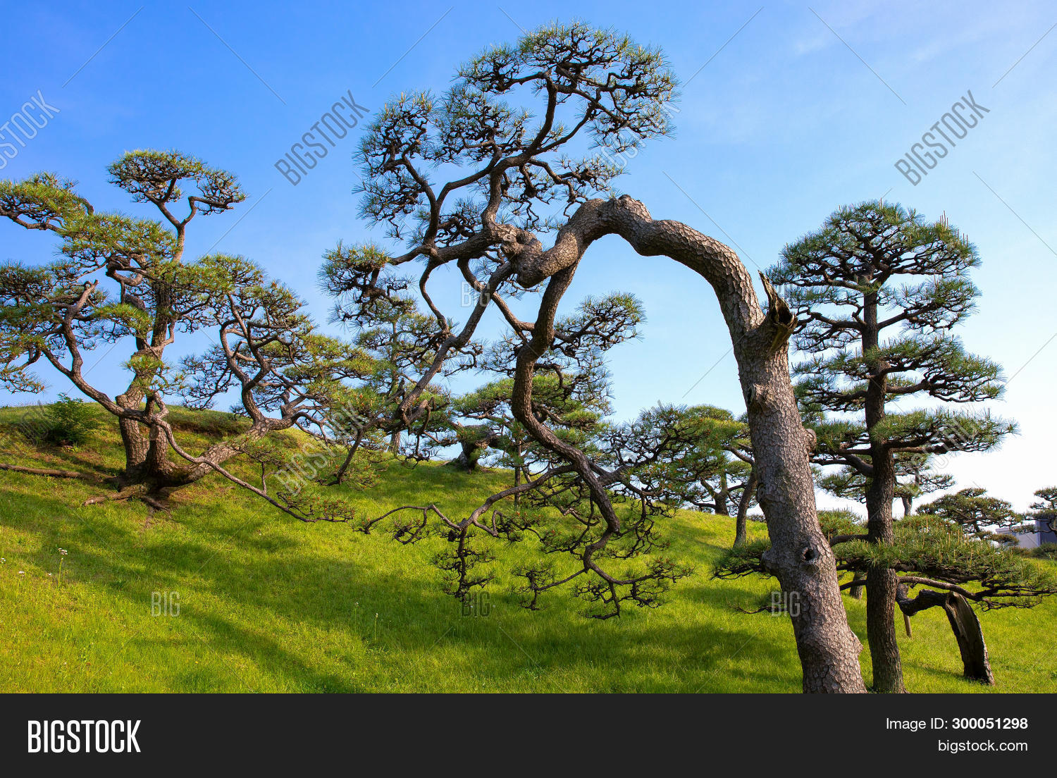 Japan, Tokyo, Trees Image & Photo (Free Trial) | Bigstock