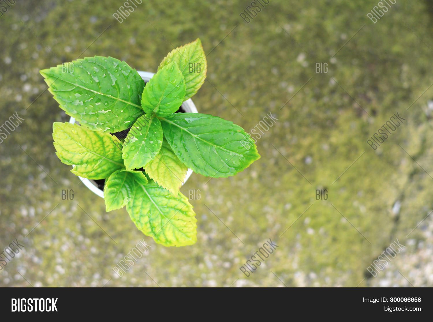 Propagating Hydrangea Image & Photo (Free Trial) | Bigstock