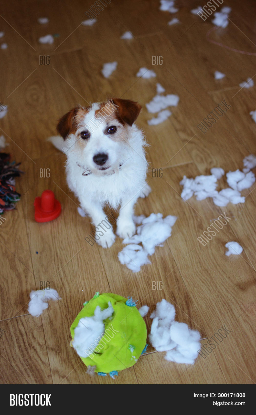 Funny Dog Mischief. Image & Photo (Free Trial) | Bigstock