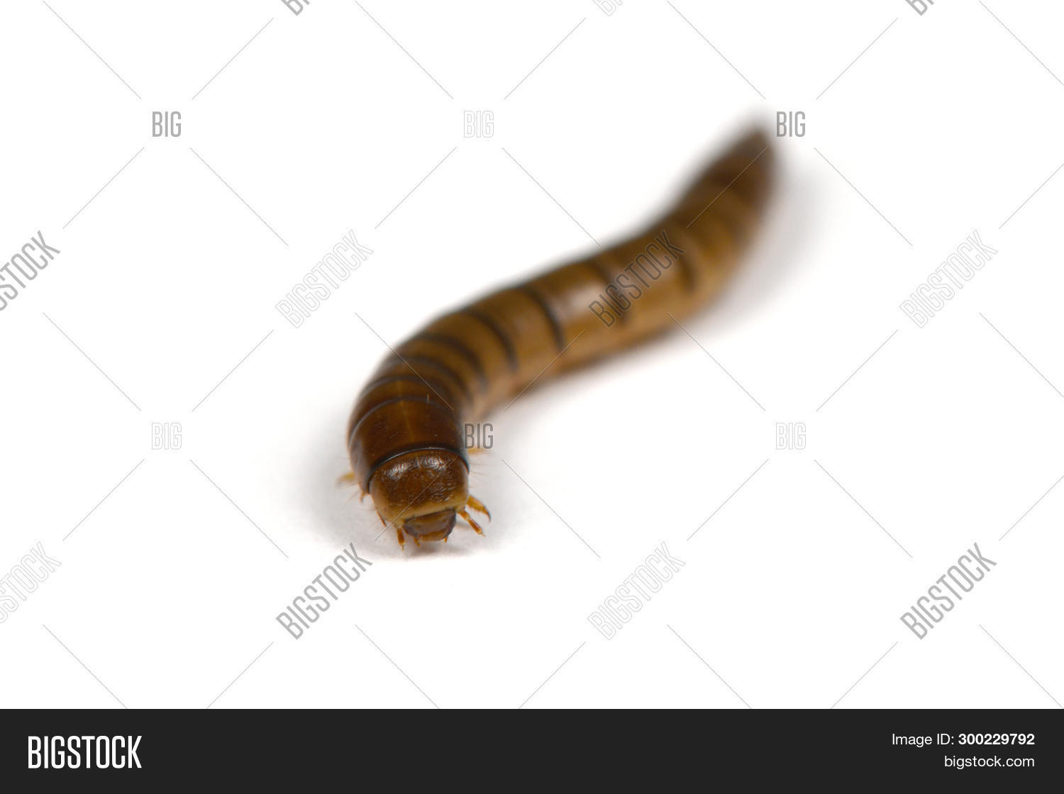 Wireworm Larva Beetles Image & Photo (Free Trial) | Bigstock