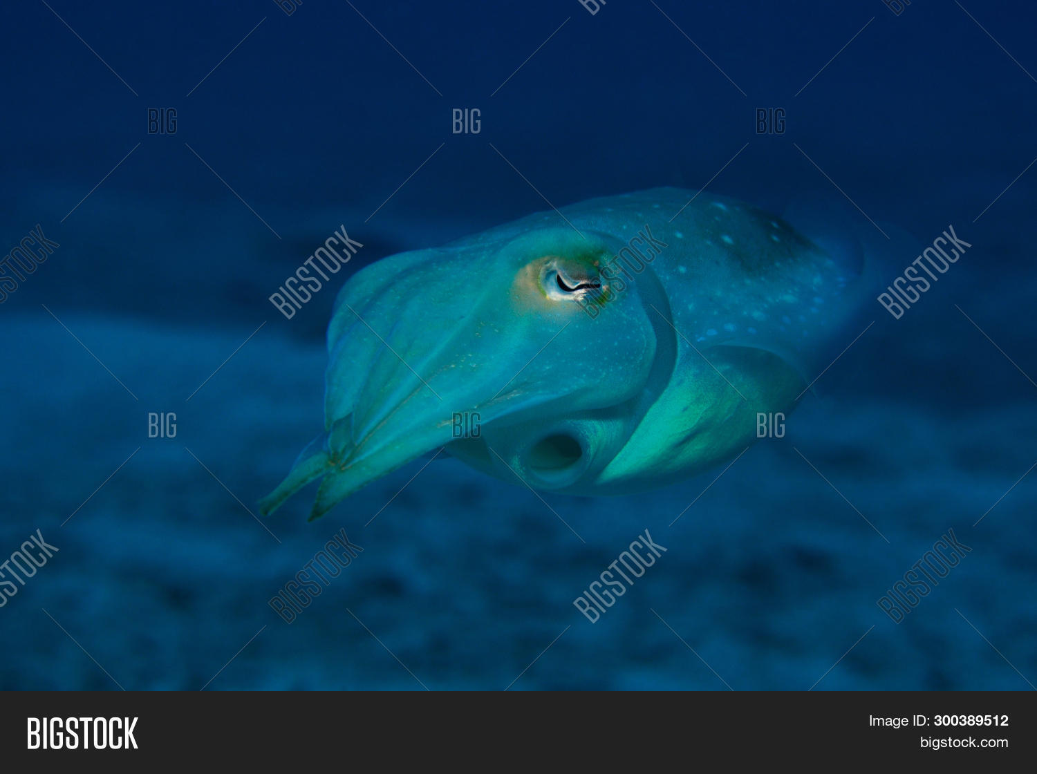 Reaper Cuttlefish ( Image & Photo (Free Trial) | Bigstock