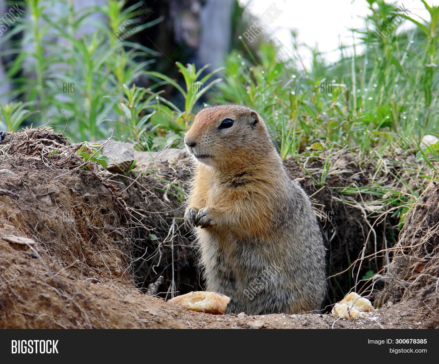Marmot (marmota Image & Photo (Free Trial) | Bigstock