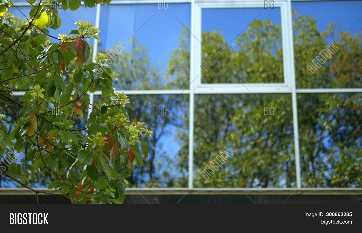 Glass Reflection Trees