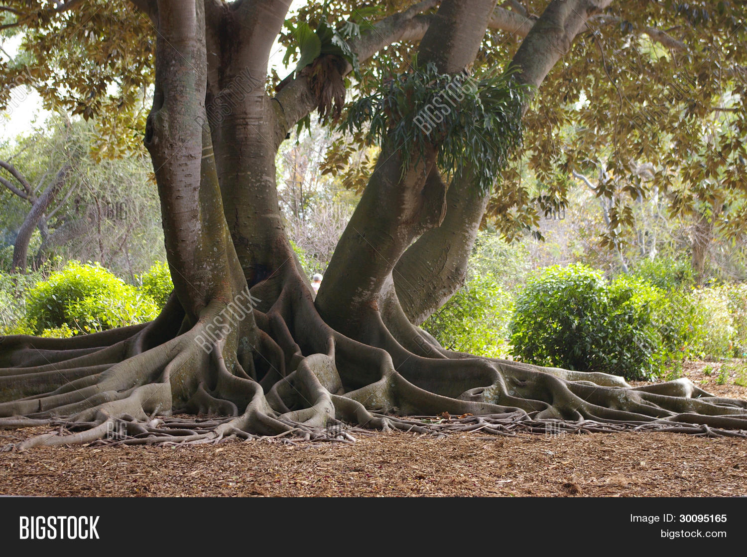 Roots Banyan Tree Image & Photo (Free Trial) | Bigstock