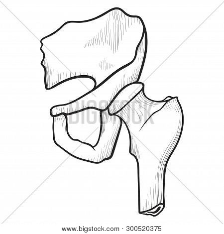 Hip Bone Icon, Vector & Photo (Free Trial) | Bigstock