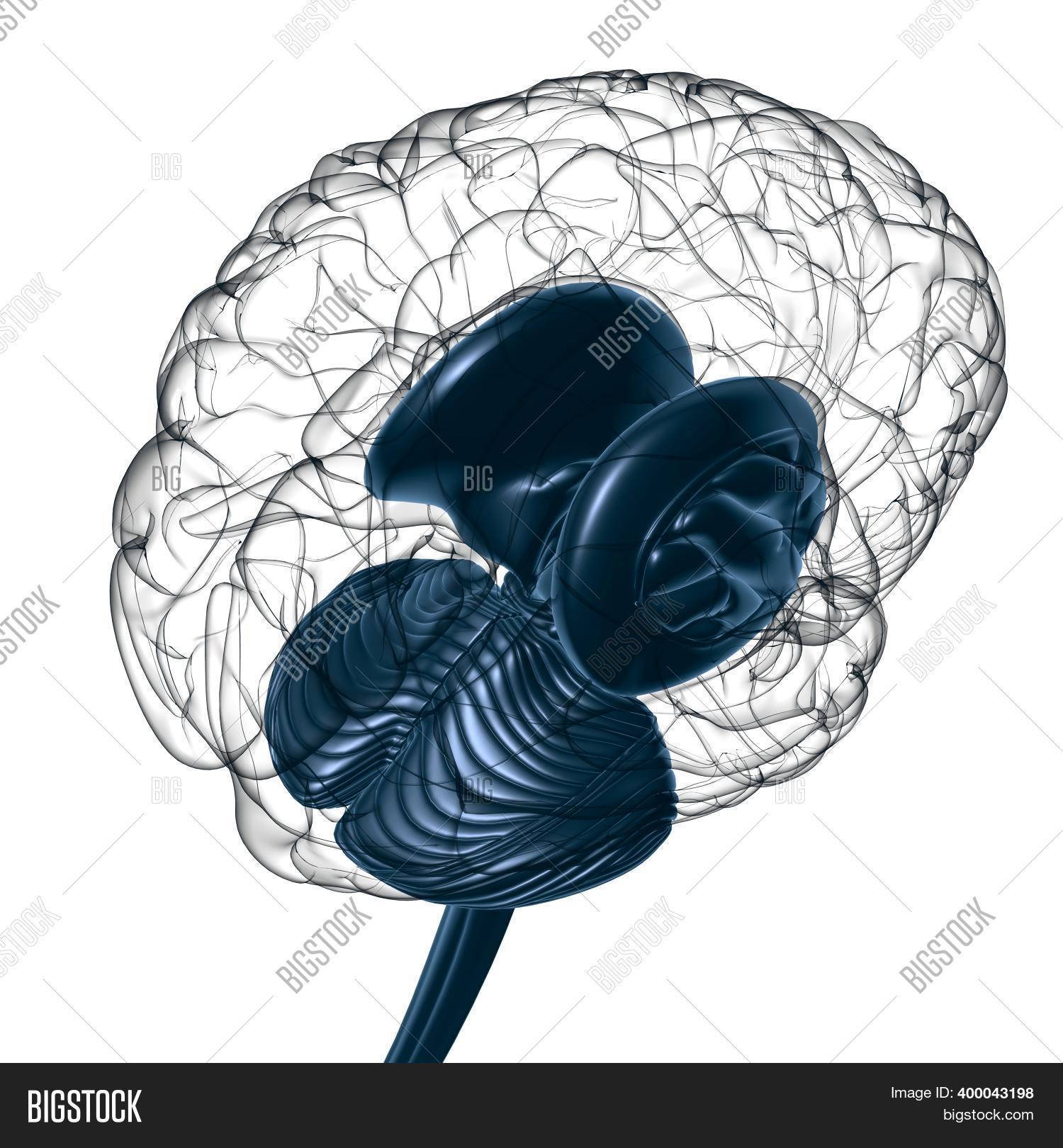 Imagen y foto Human Brain Inner (prueba gratis) | Bigstock