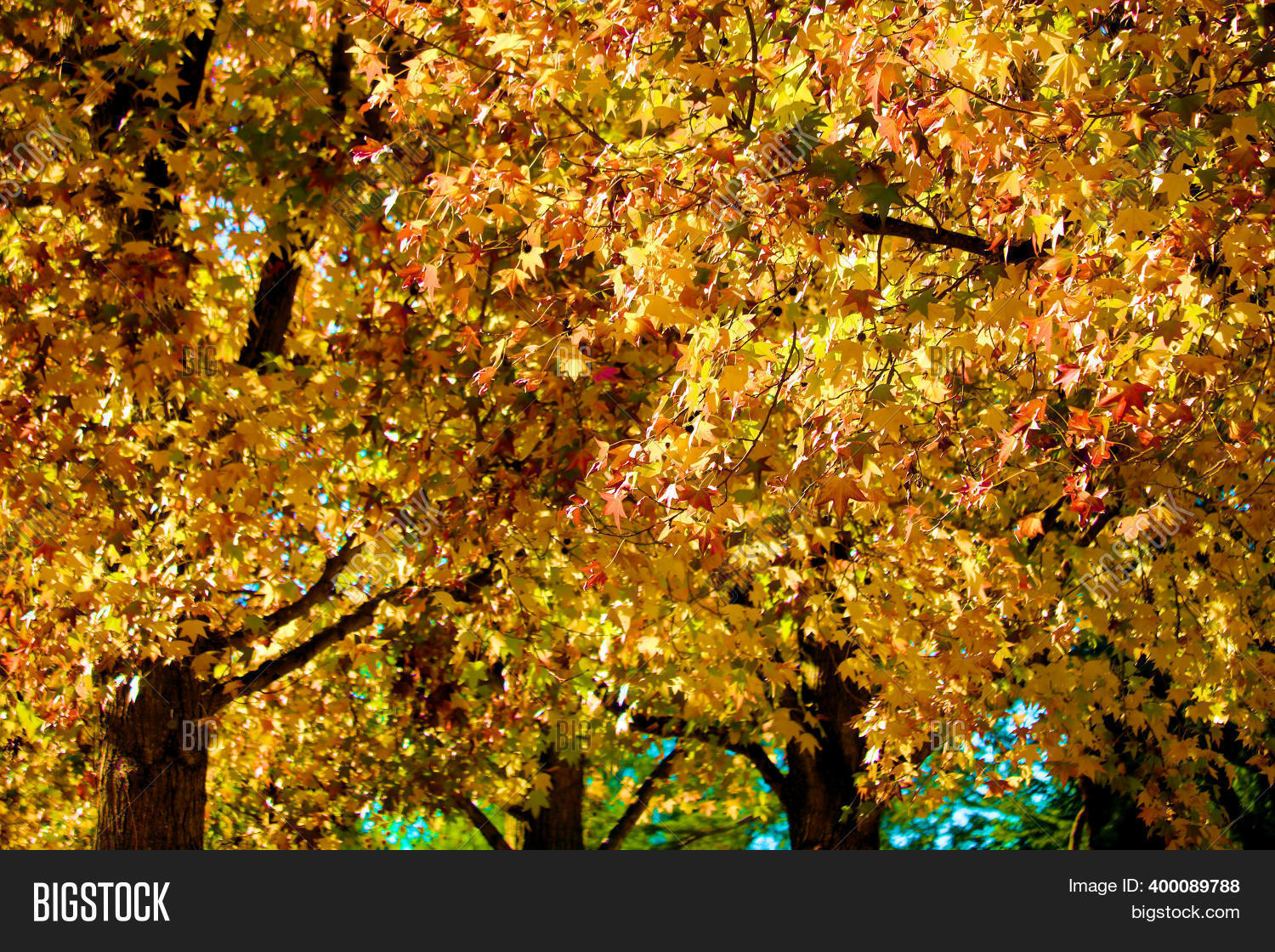 Liquid Amber Trees Image & Photo (Free Trial) | Bigstock