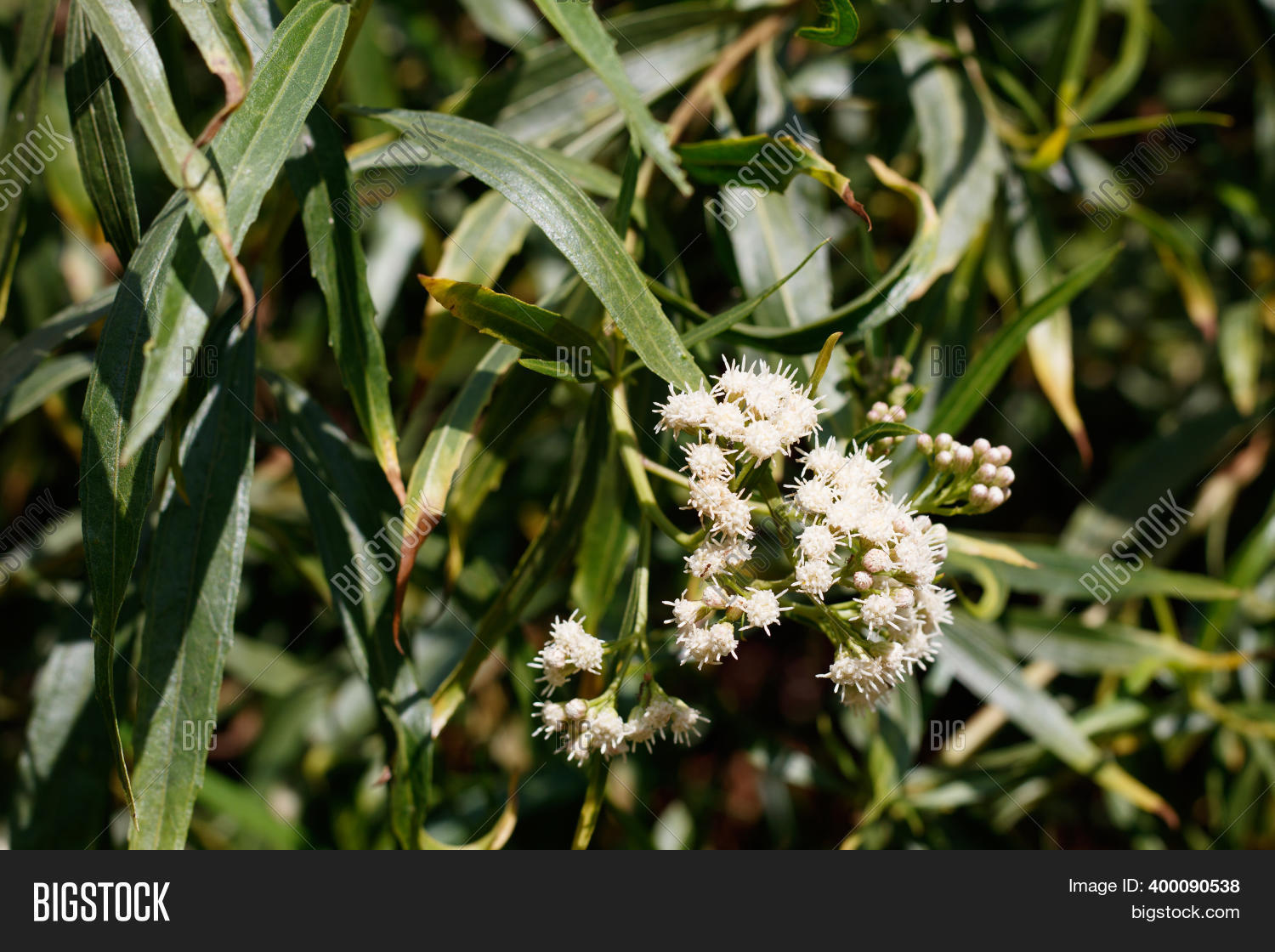 White Staminate Image & Photo (Free Trial) | Bigstock