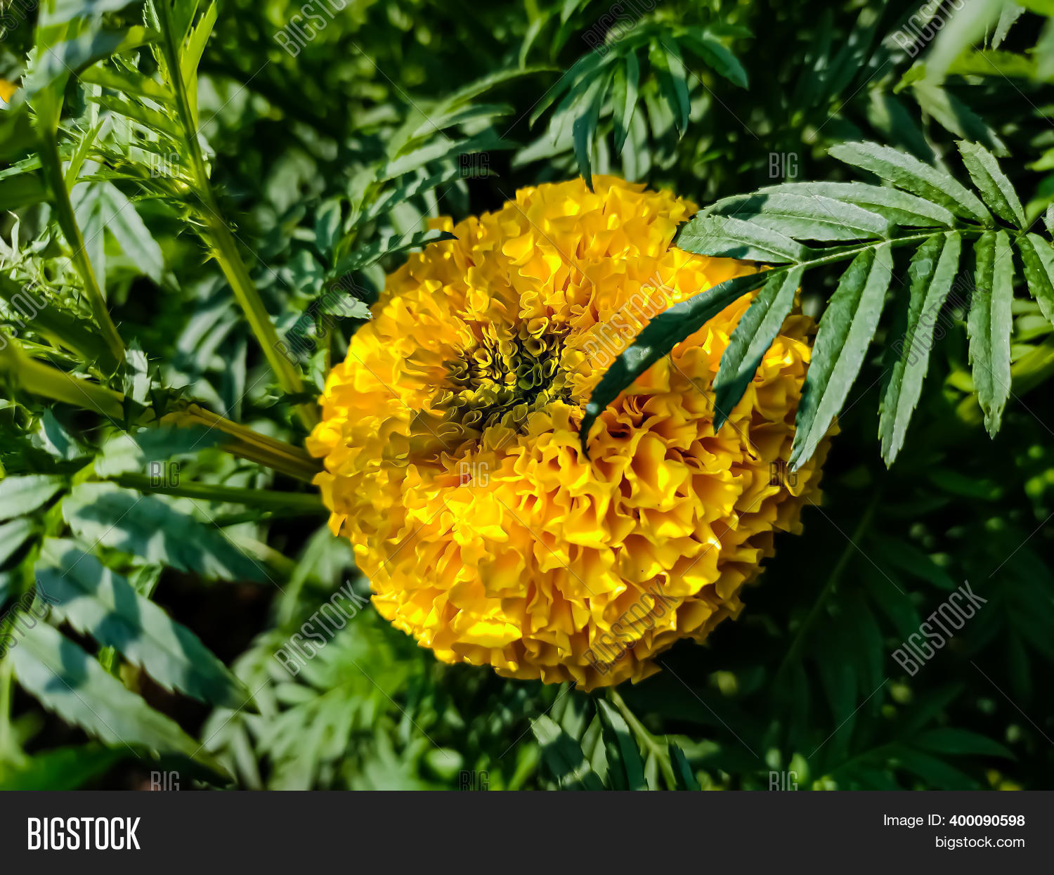 Tagetes Genus Annual Image & Photo (Free Trial) | Bigstock