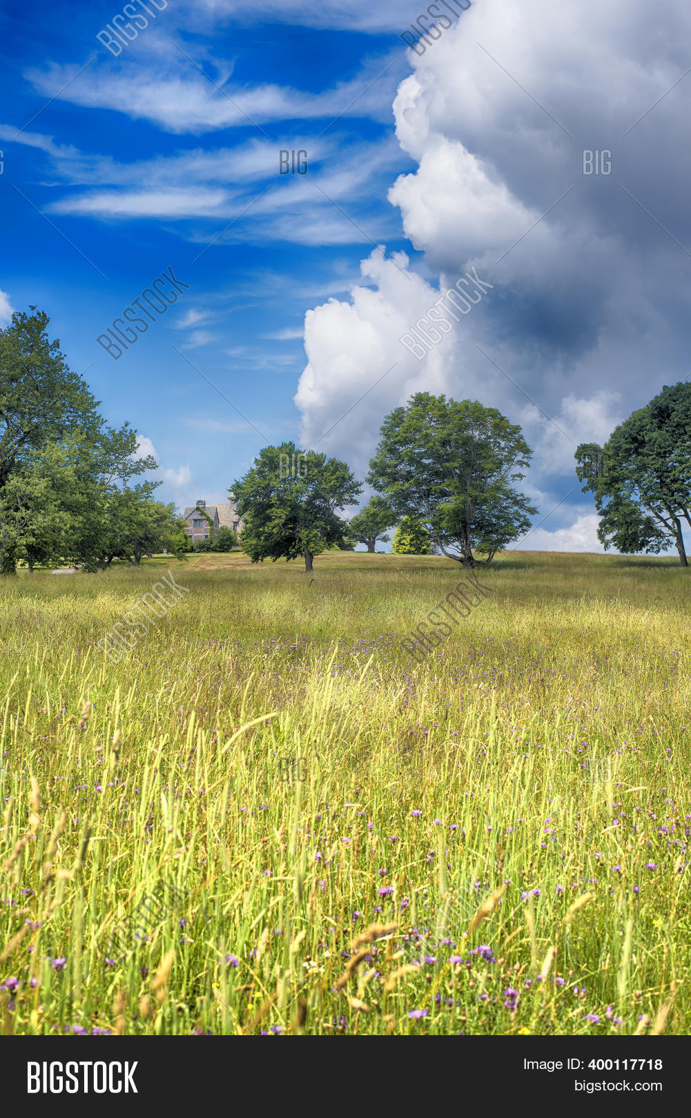 Field Flowers Tall Image & Photo (Free Trial) | Bigstock