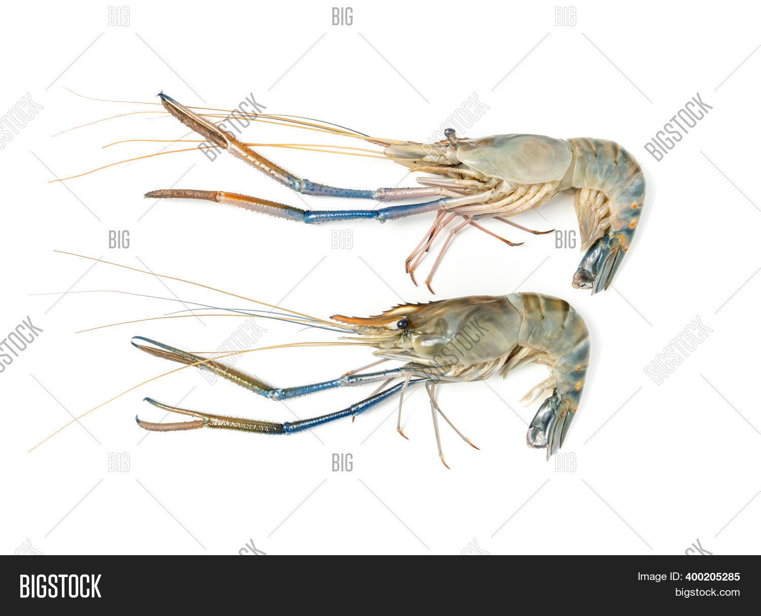 Close Fresh Shrimp Image & Photo (Free Trial) | Bigstock