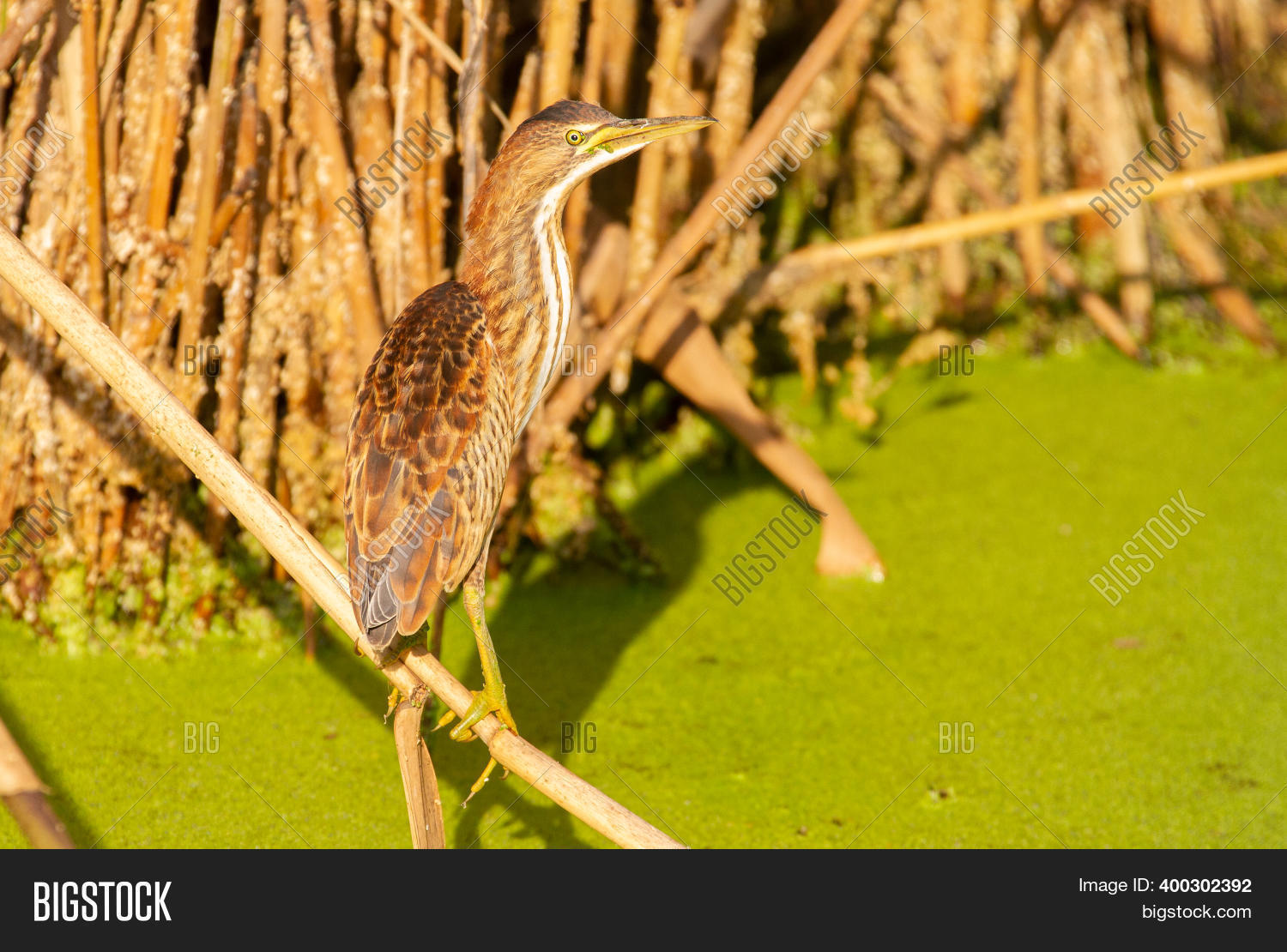Little Bittern, Image & Photo (Free Trial) | Bigstock