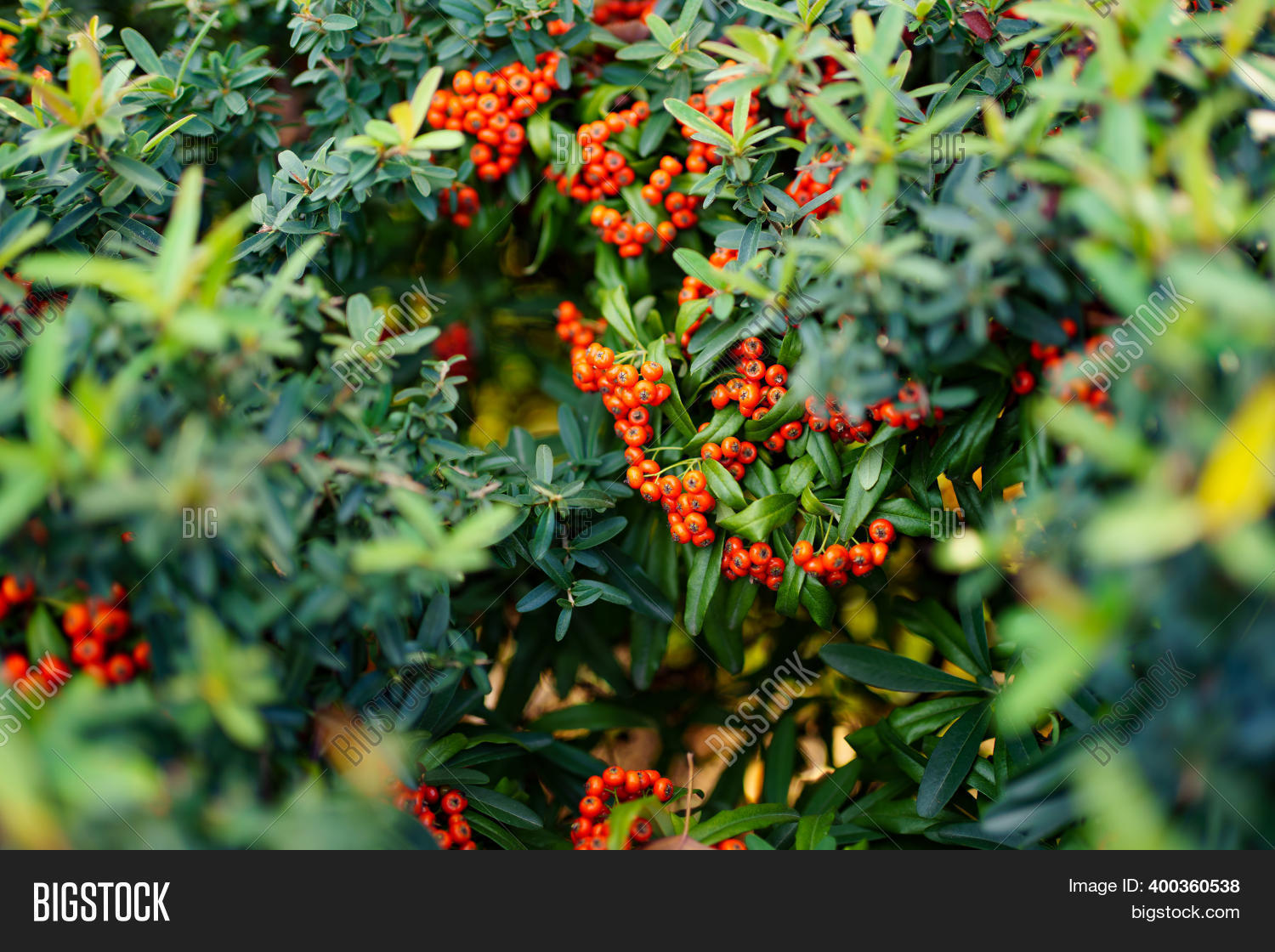 Decorative Rowan Shrub Image & Photo (Free Trial) | Bigstock
