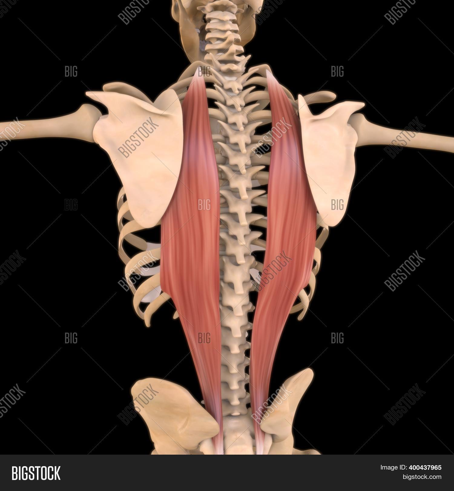 Iliocostalis Muscle Image & Photo (Free Trial) | Bigstock