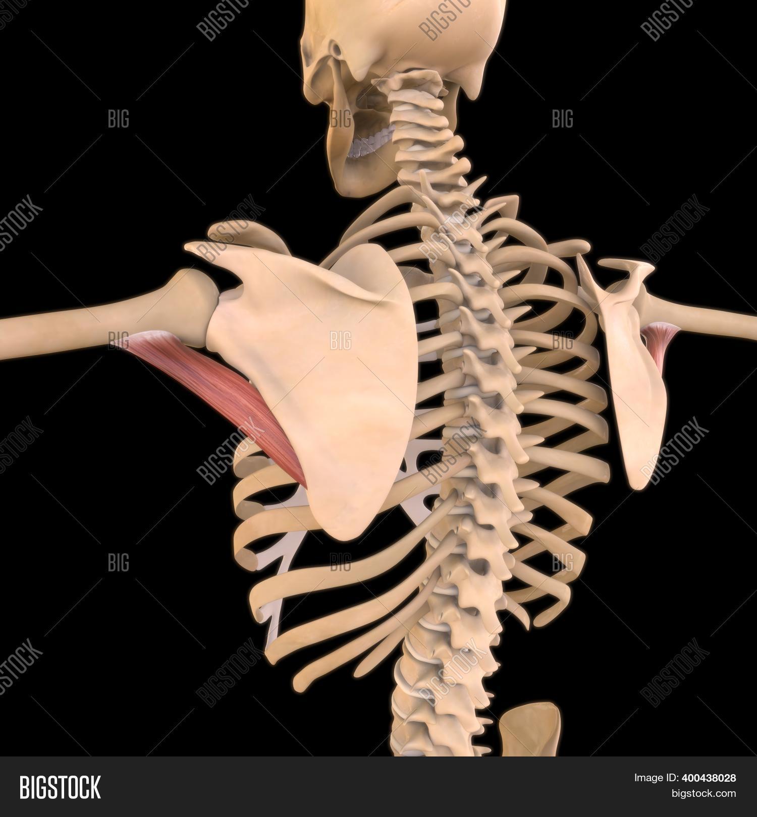 Teres Major Muscle Image & Photo (Free Trial) | Bigstock