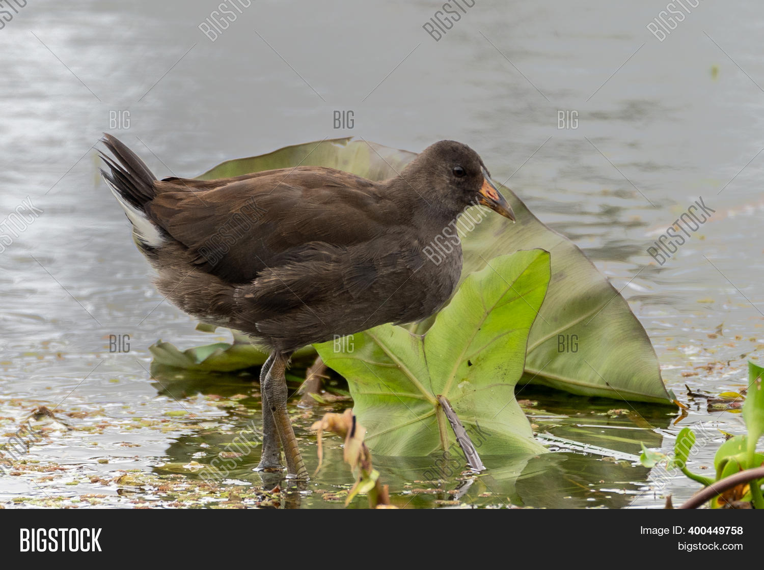 Juvenile Dusky Moore Image & Photo (Free Trial) | Bigstock