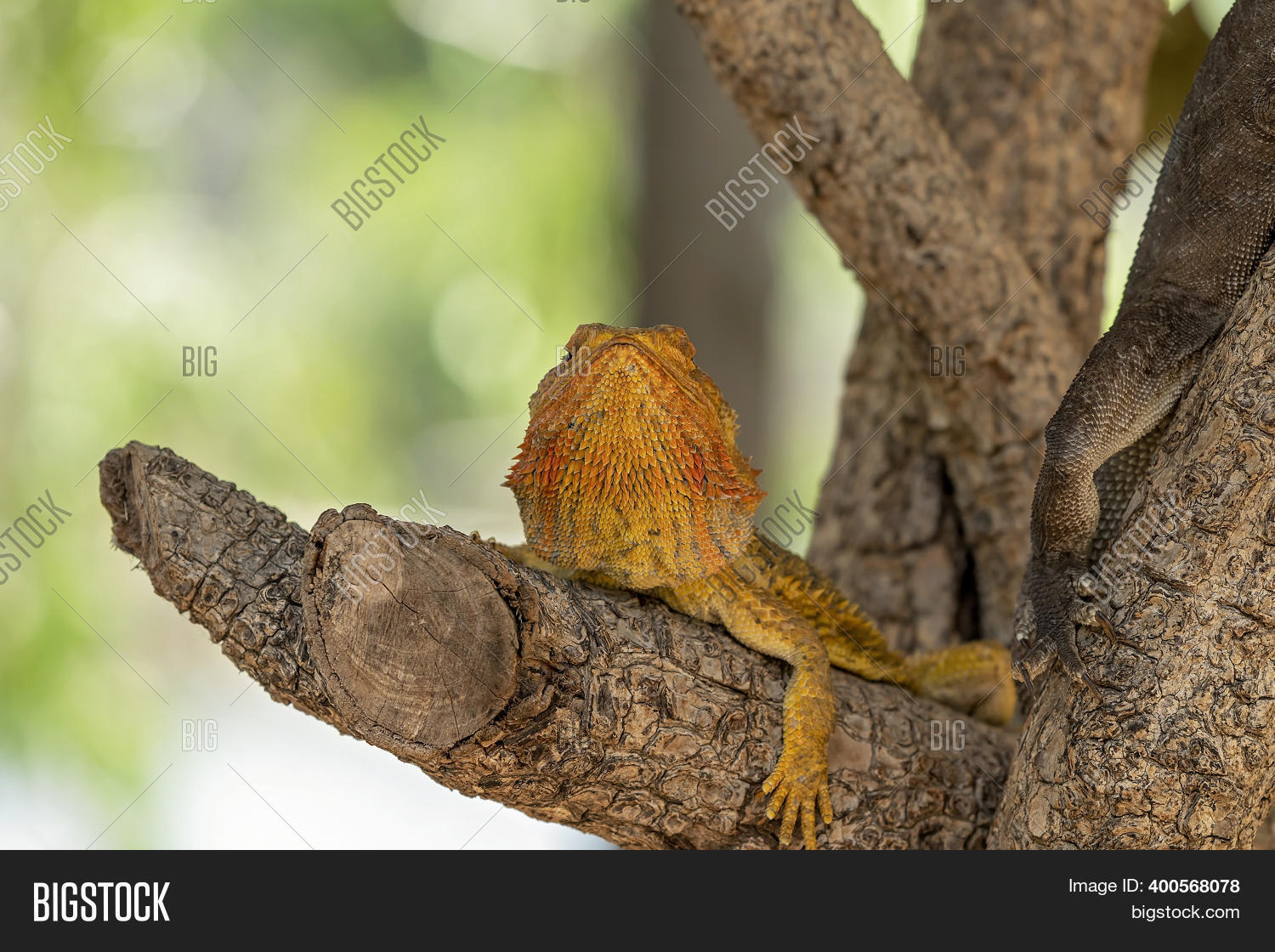 Frilled Neck Lizard Image & Photo (Free Trial) | Bigstock