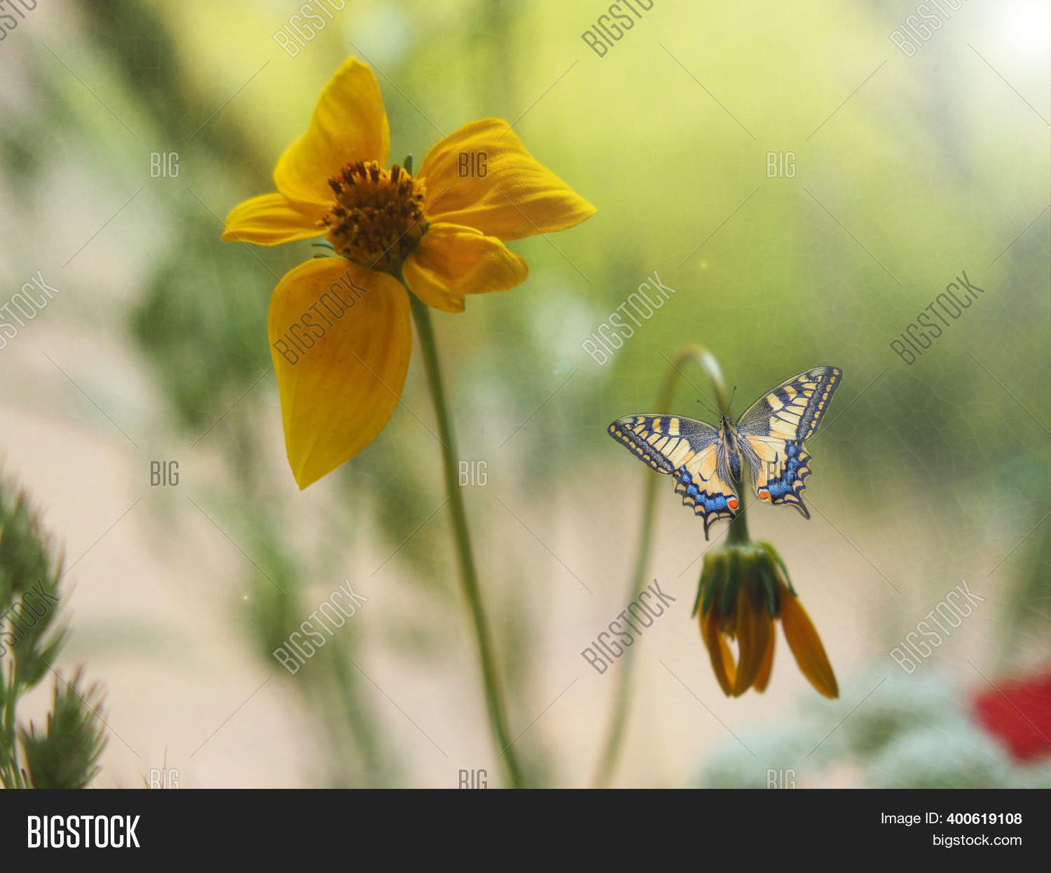 Beautiful, Delicate Image & Photo (Free Trial) | Bigstock