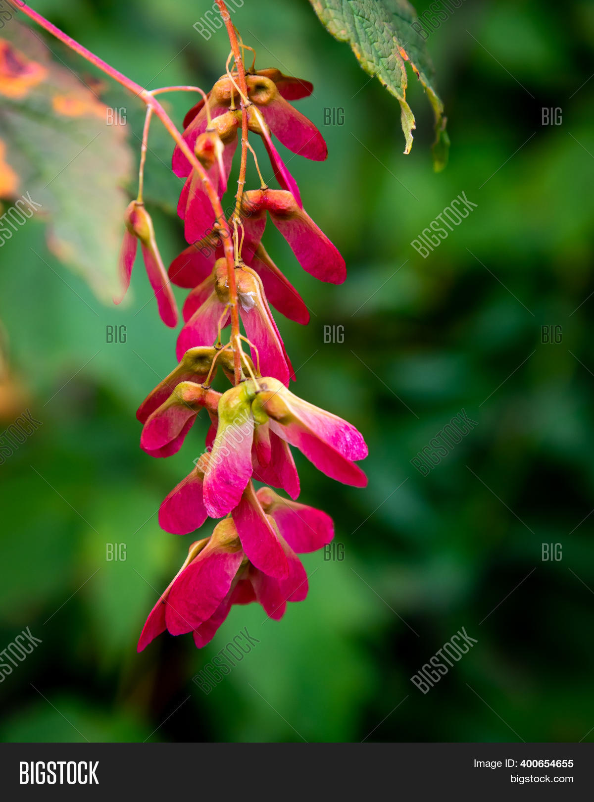 Cluster Red Maple Seed Image & Photo (Free Trial) | Bigstock