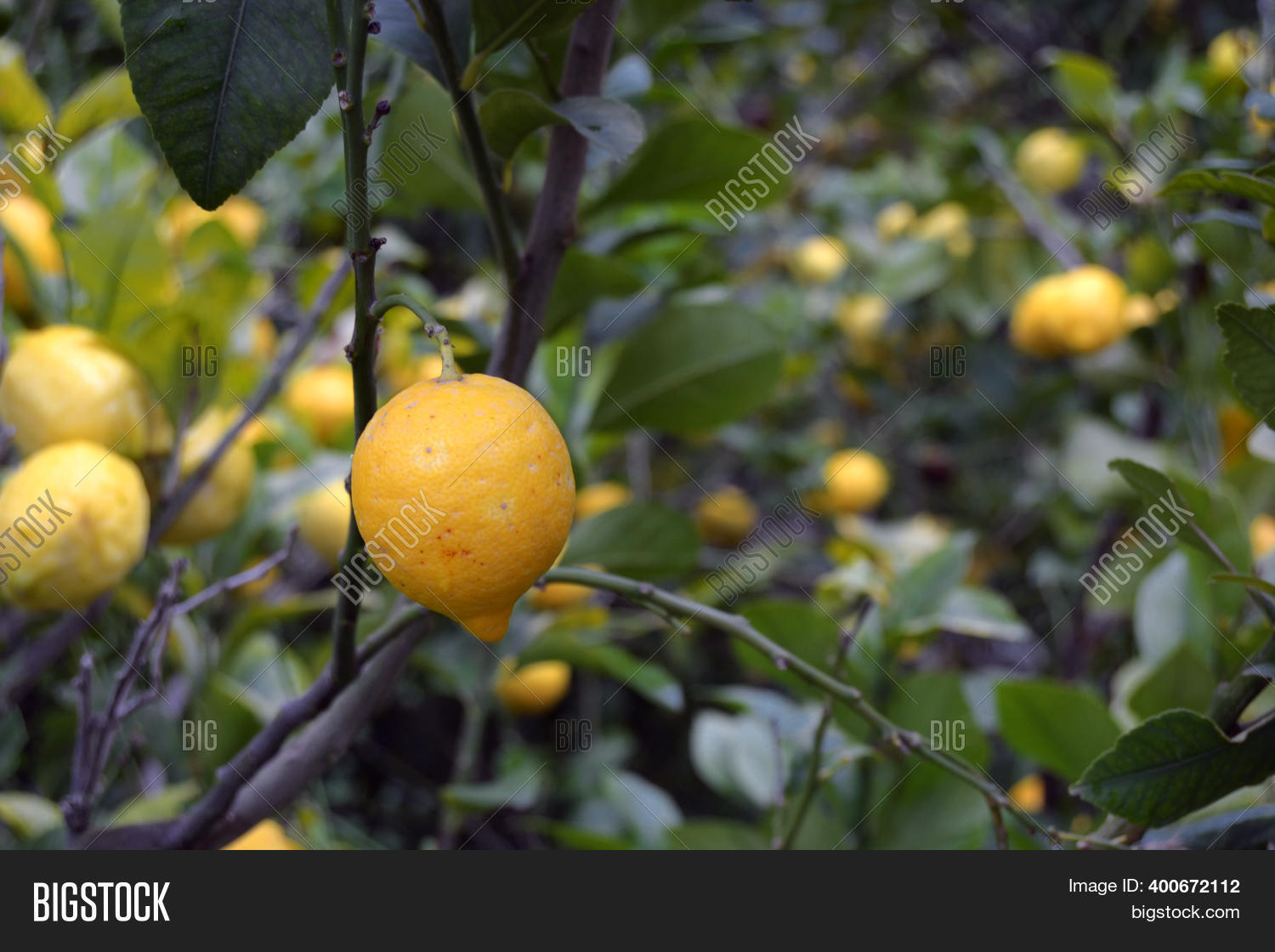 Lemons Hanging On Tree Image & Photo (Free Trial) | Bigstock