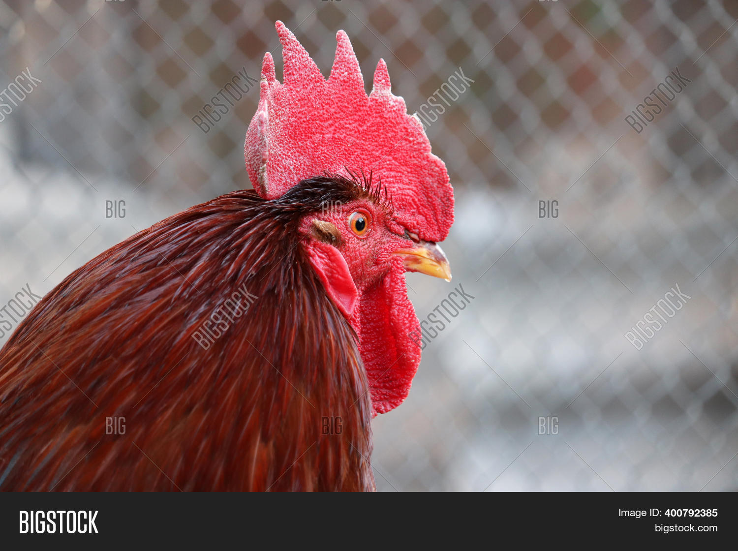 Red Rooster Close , Image & Photo (Free Trial) | Bigstock