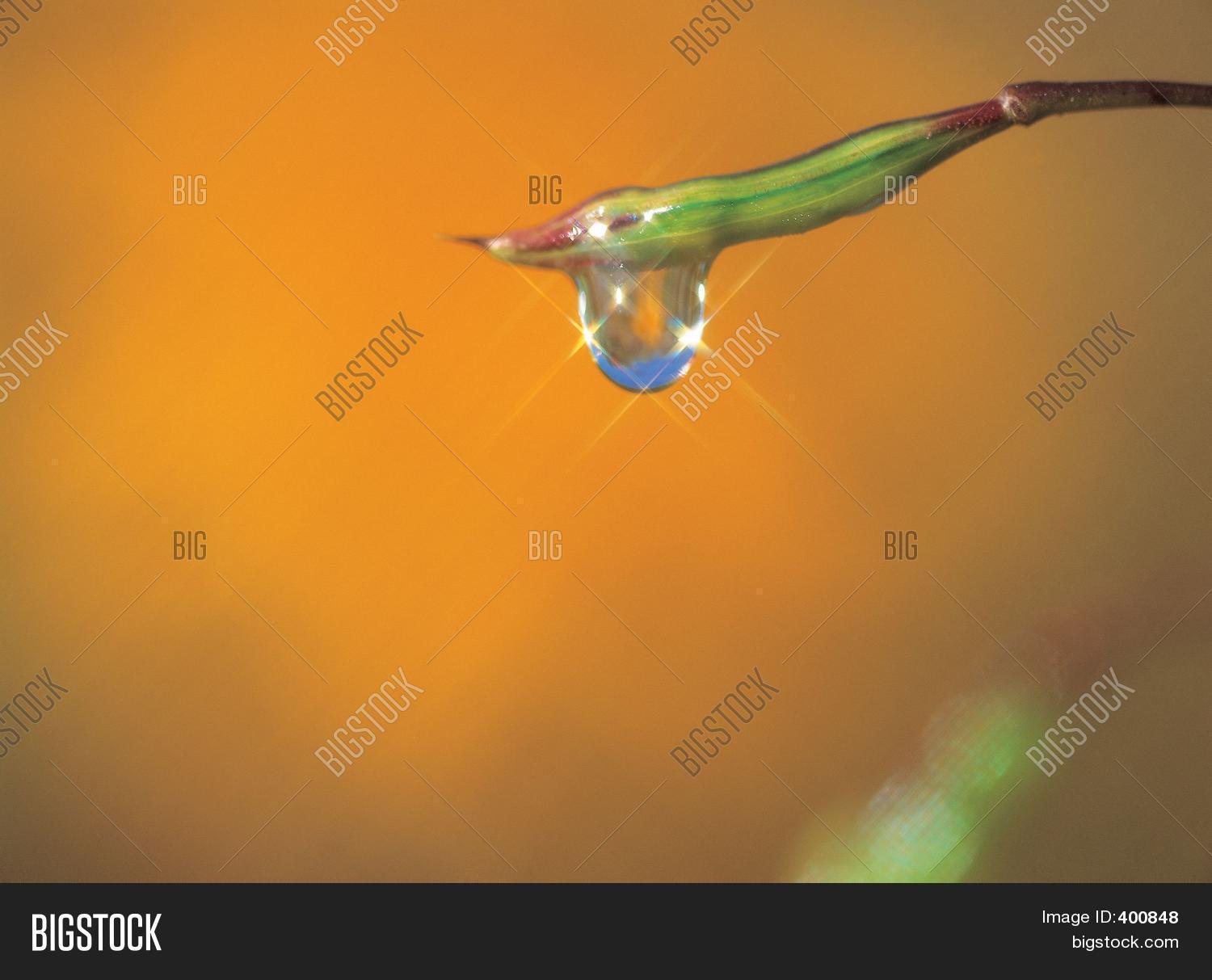 Waterdrop Under Sprout Image & Photo (Free Trial) | Bigstock