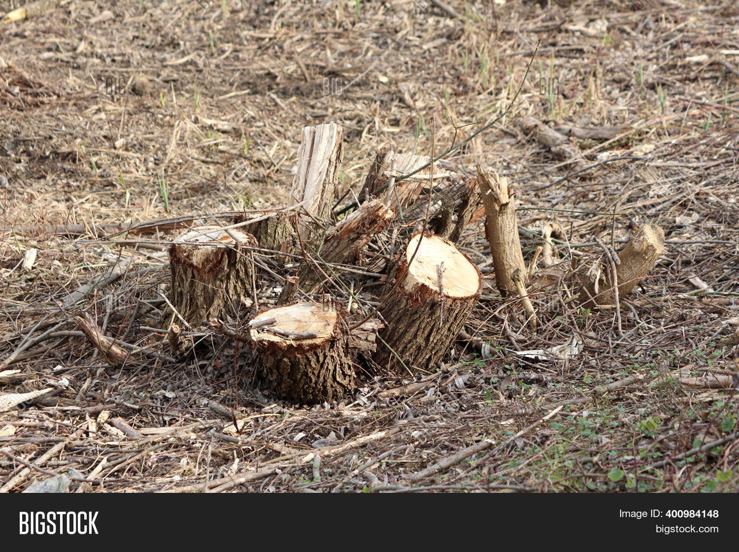 Cut Down Chopped Down Image & Photo (Free Trial) | Bigstock