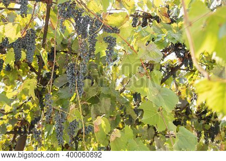 Imagen y foto Small Grape Grapes (prueba gratis) | Bigstock