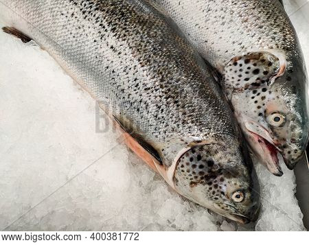 Salmon Fish Market Image & Photo (Free Trial) | Bigstock