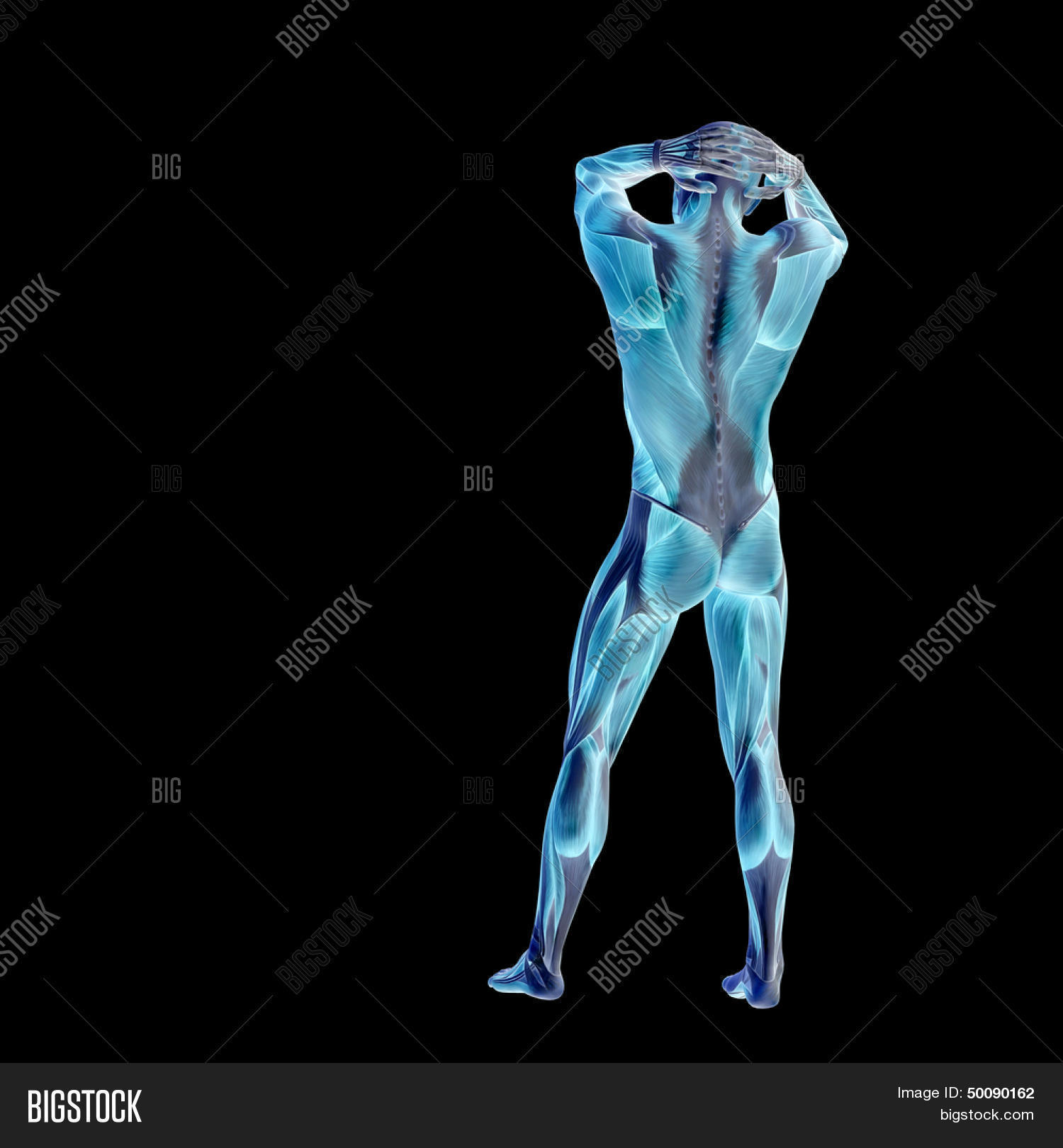 3D Human Man Muscles Image & Photo (Free Trial) | Bigstock