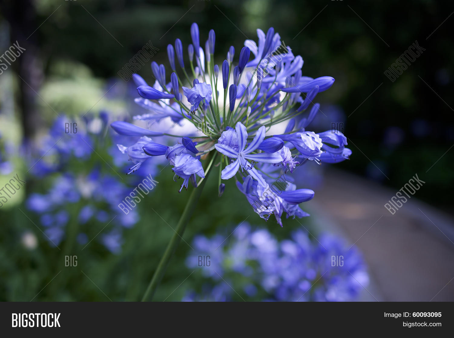 Agapanthus Blue Heaven Image & Photo (Free Trial) | Bigstock