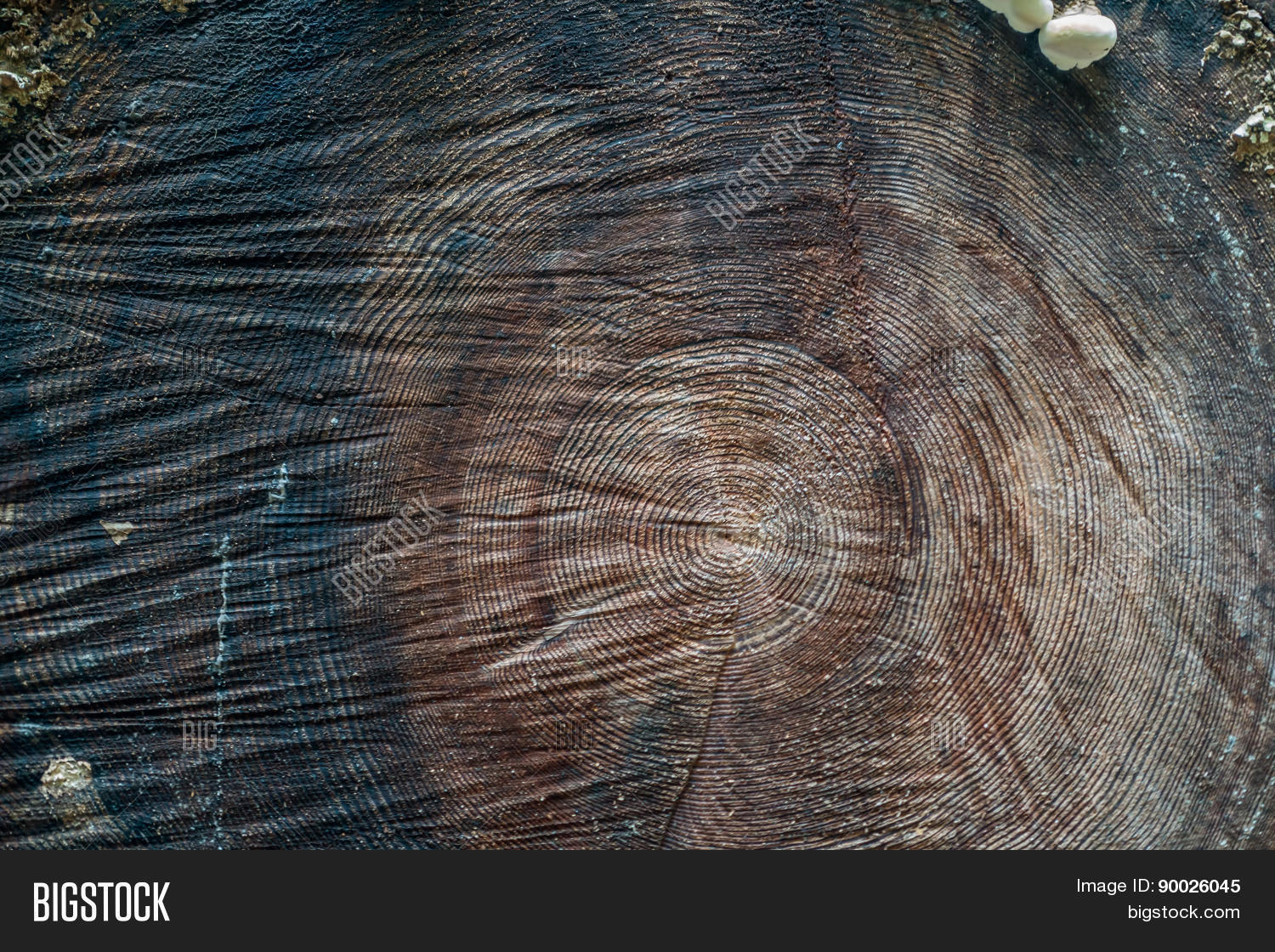 Old Tree Cross-section Image & Photo (Free Trial) | Bigstock