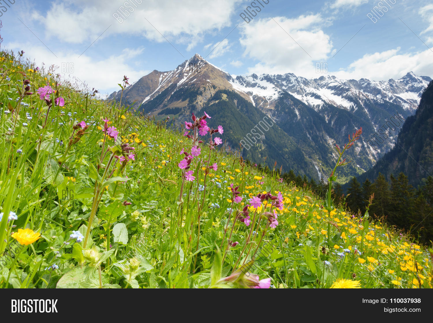 Mountain Flower Meadow Image & Photo (Free Trial) | Bigstock