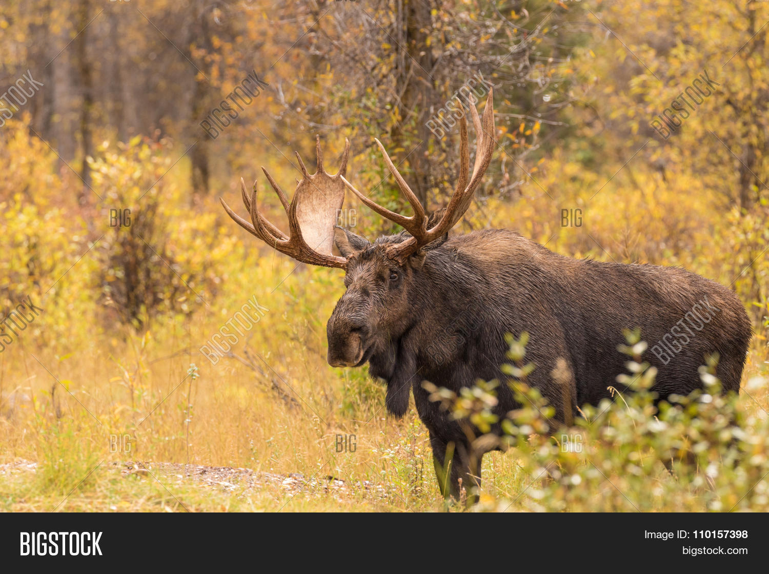 Bull Moose Autumn Image & Photo (Free Trial) | Bigstock