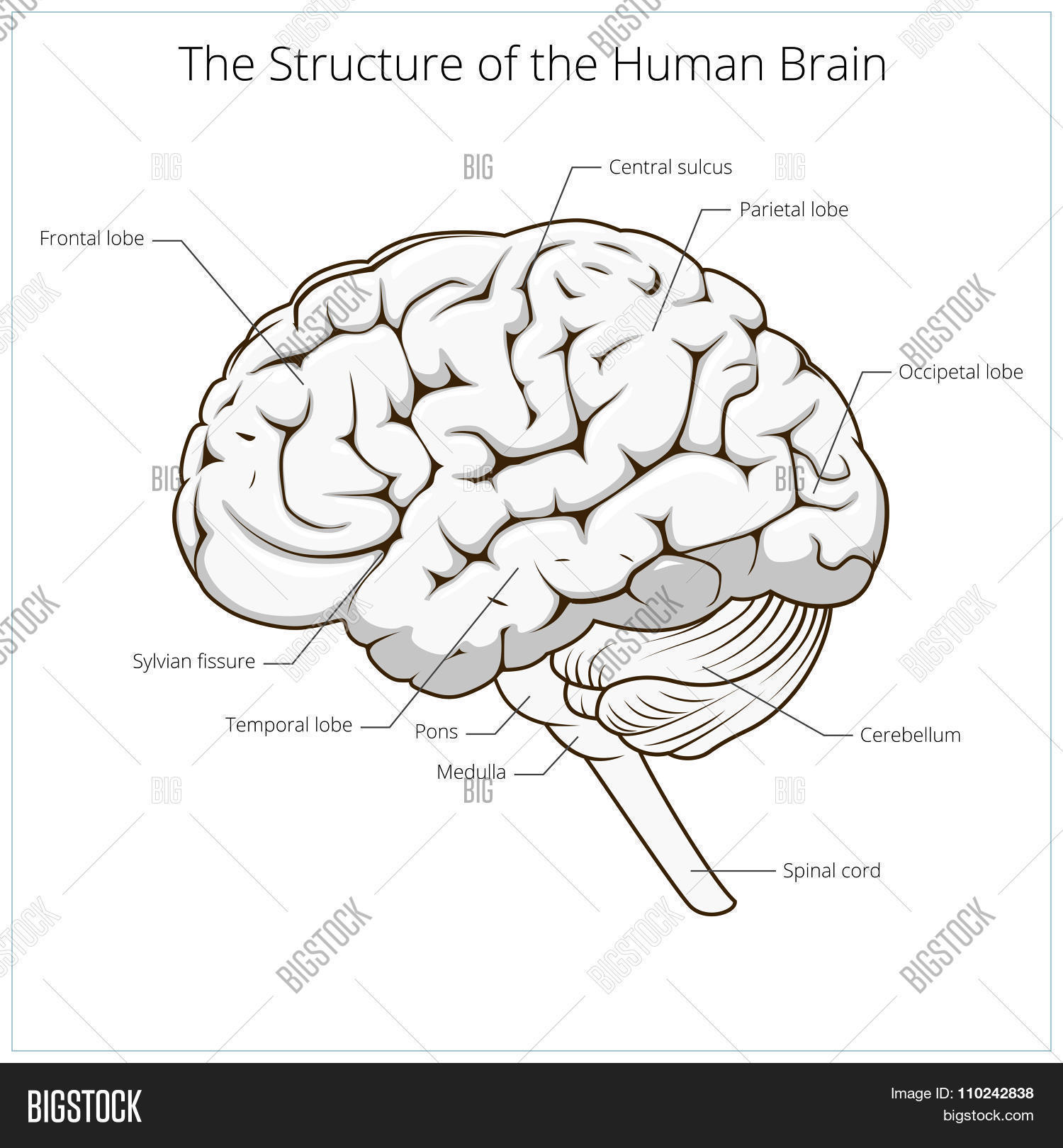 Structure Human Brain Vector & Photo (Free Trial) | Bigstock