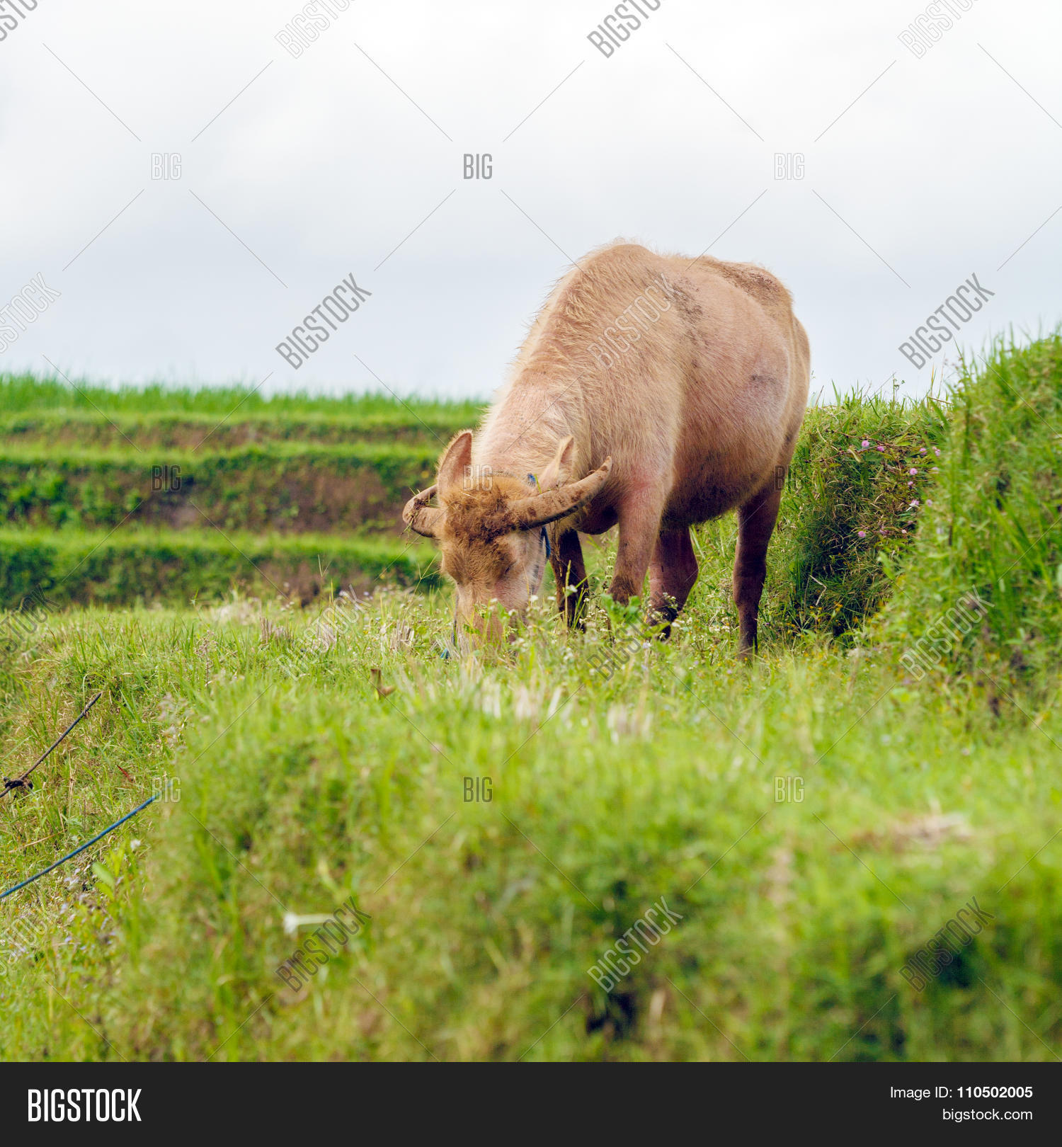 Farm Bull Feeding Image & Photo (Free Trial) | Bigstock