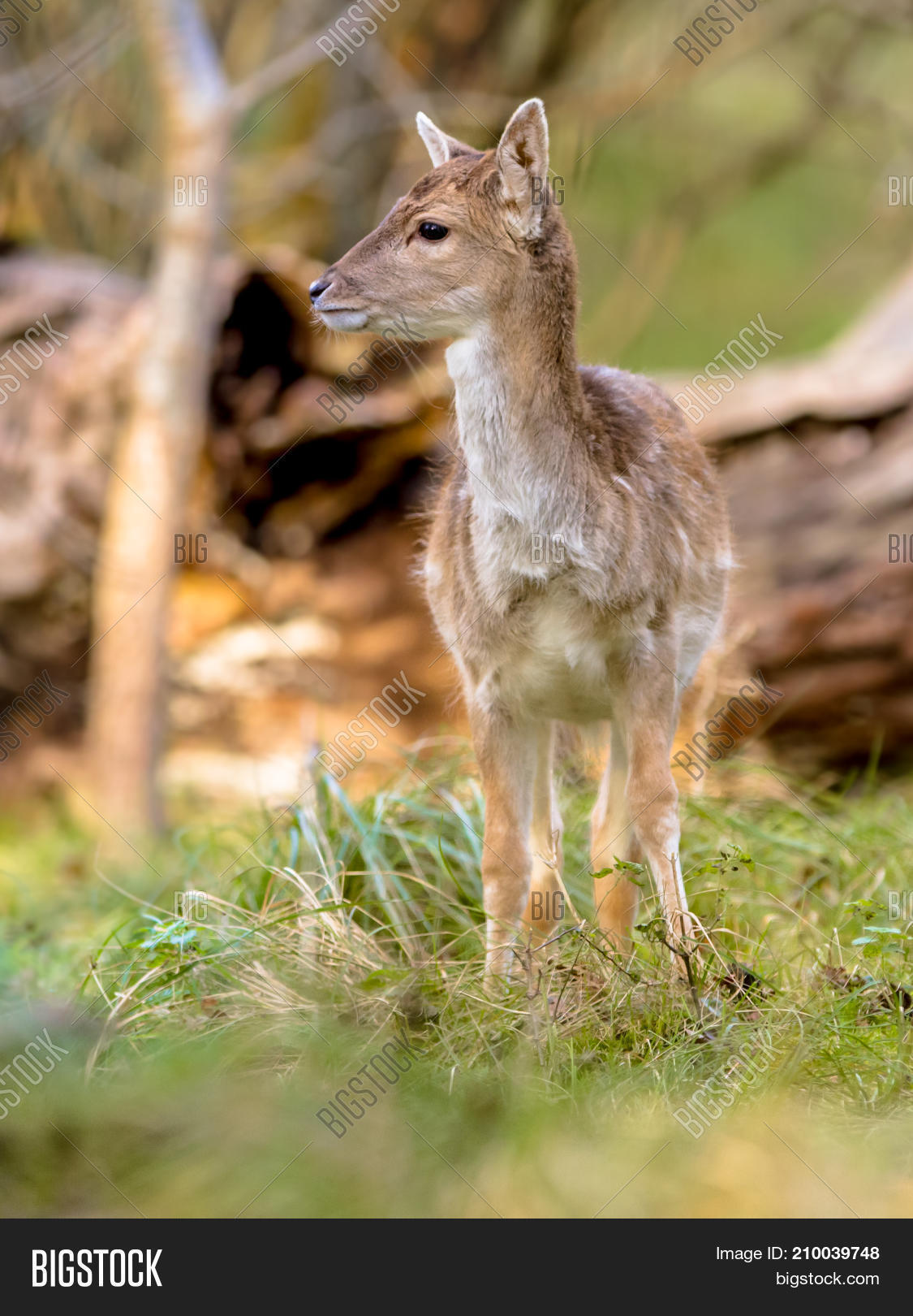 Young Fallow Deer Calf Image & Photo (Free Trial) | Bigstock