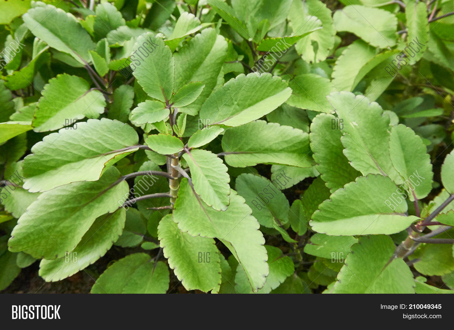 Imagen y foto Life Plant Miracle (prueba gratis) | Bigstock